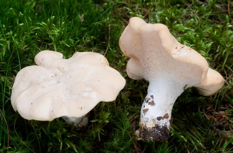 Satsa brett i svampskogen | Fria.Nu