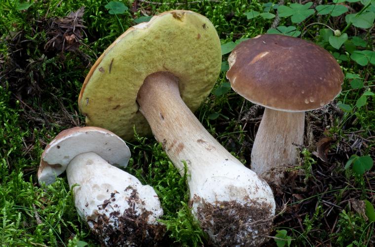 Satsa brett i svampskogen | Fria.Nu